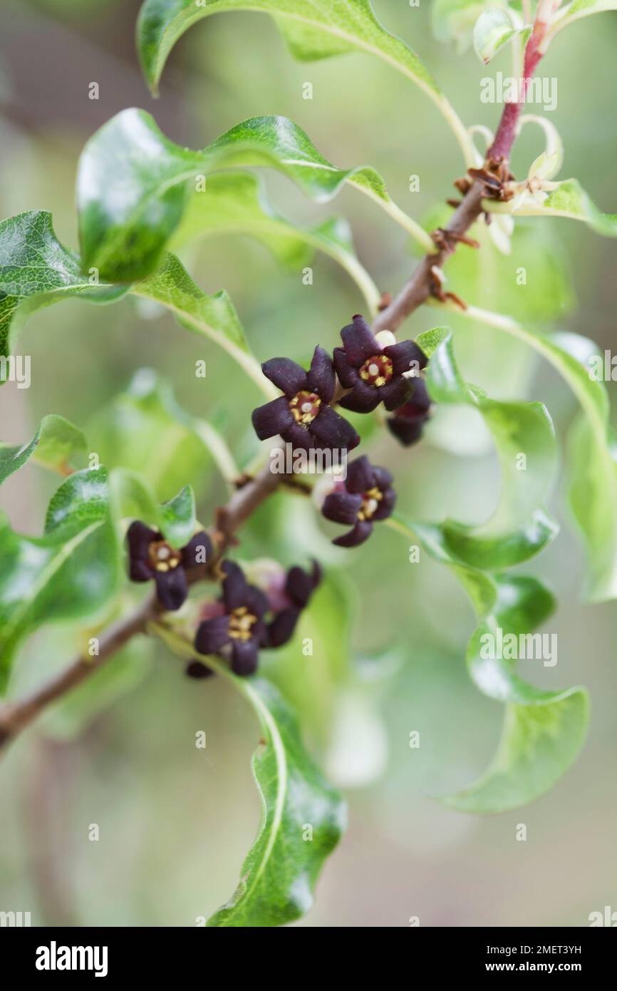 Pittosporum tenuifolium 'Tresederi' (Kohuhu, Black Matipo Stock Photo ...