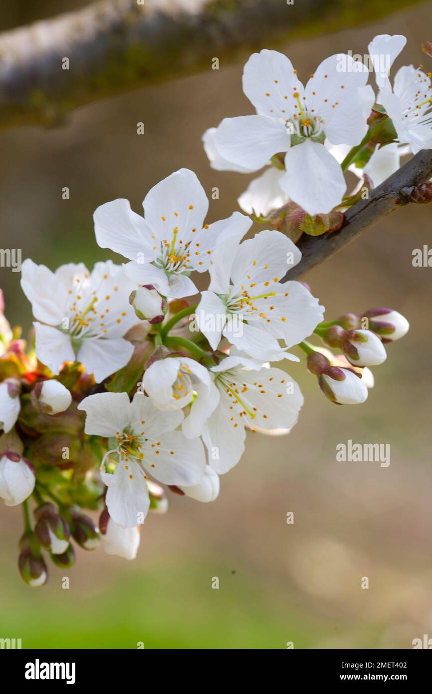 Prunus avium 'Lapins' Stock Photo - Alamy