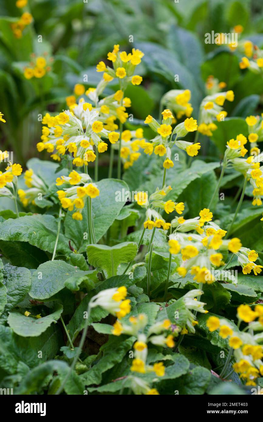 Cowslip leaves hi-res stock photography and images - Alamy