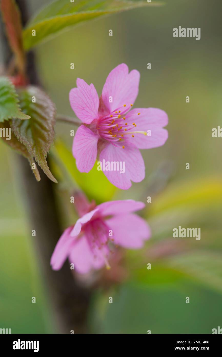 Prunus 'Kursar' (Ornamental Cherry Stock Photo - Alamy