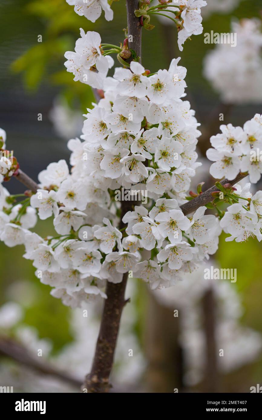 Prunus avium 'Stella' Stock Photo - Alamy