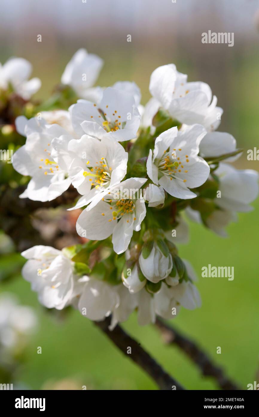 Prunus summer sun hi-res stock photography and images - Alamy