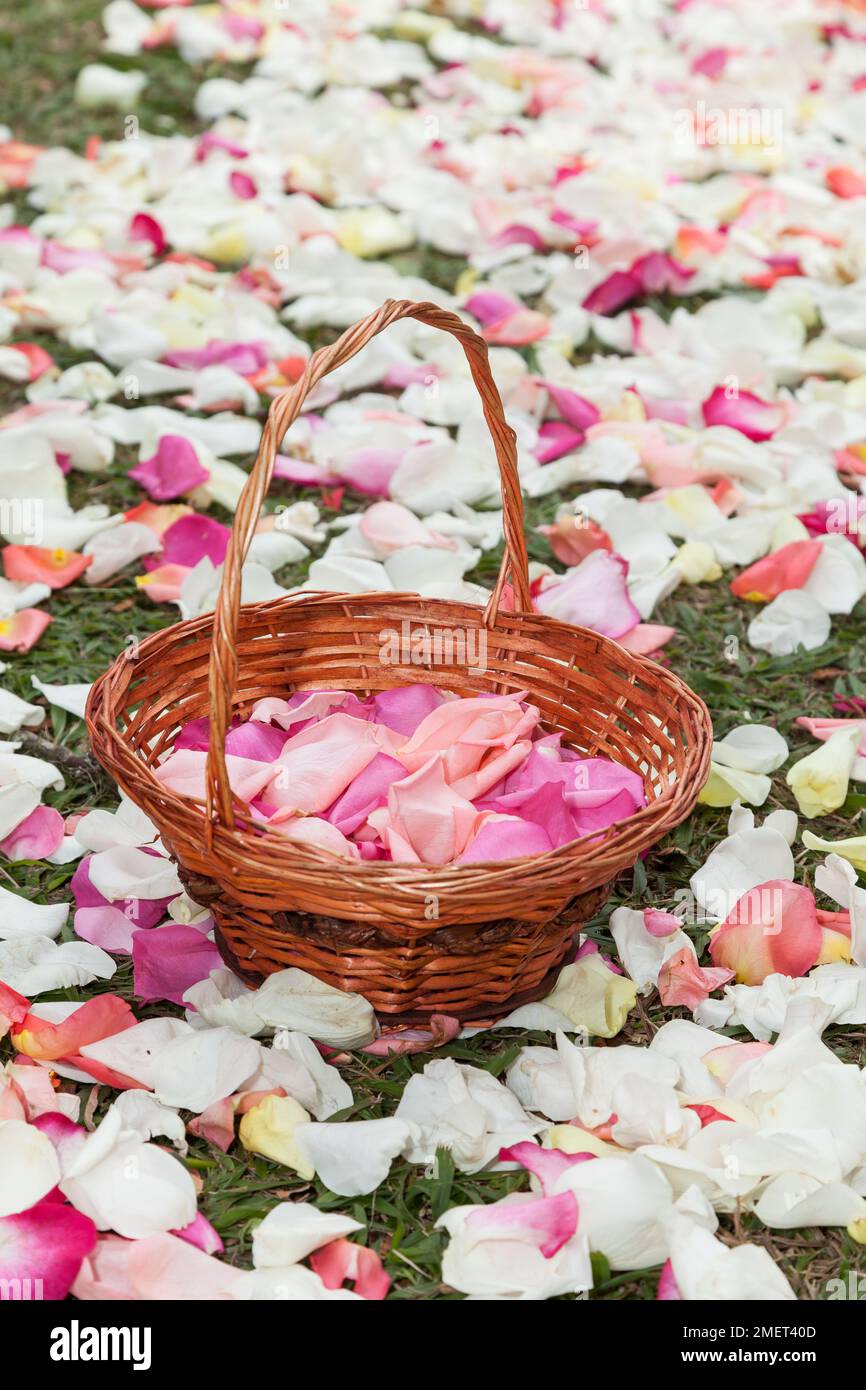 Petals in a circle hi-res stock photography and images - Alamy