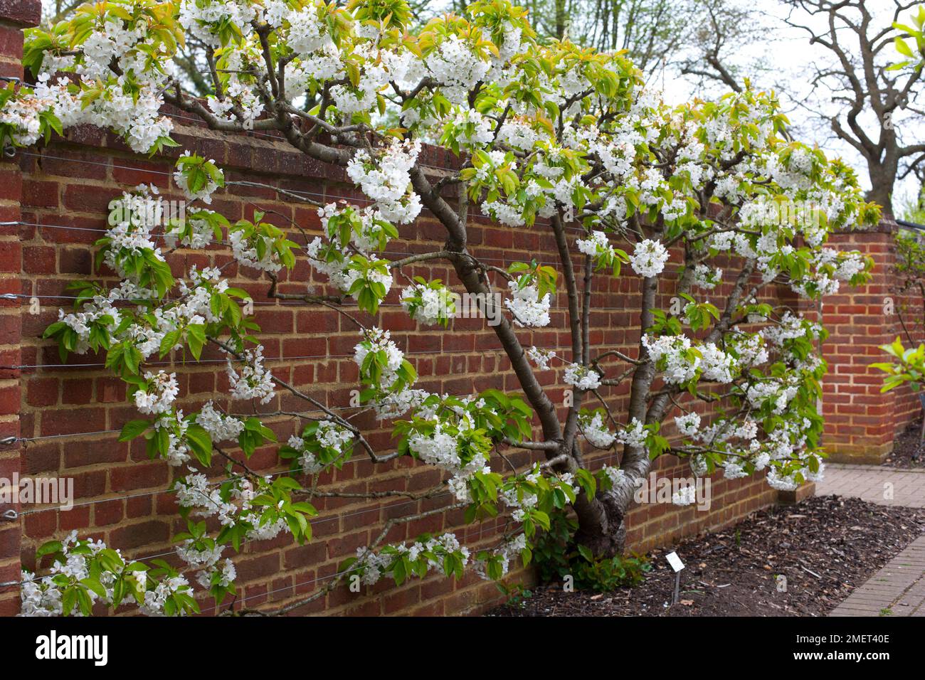 Prunus avium 'Sunburst' Stock Photo - Alamy