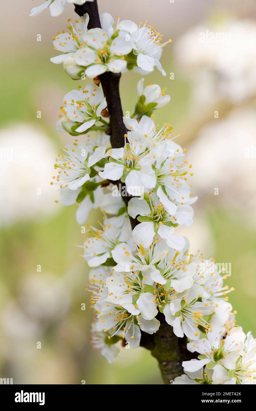 Prunus domestica 'Czar' Stock Photo - Alamy