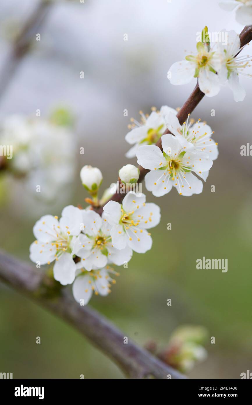 Prunus domestica early rivers hi-res stock photography and images - Alamy
