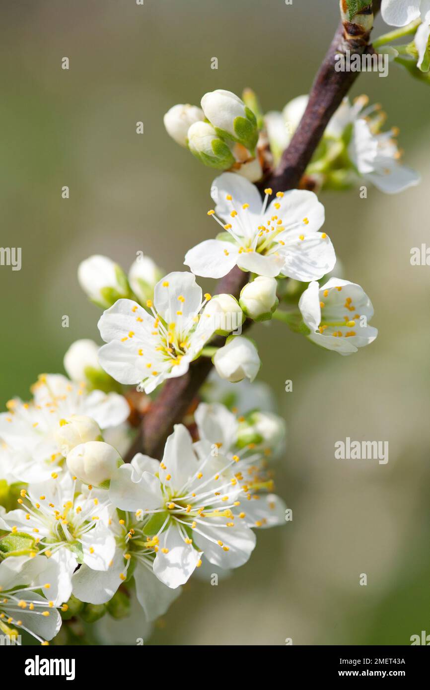 Prunus domestica 'Czar' Stock Photo - Alamy