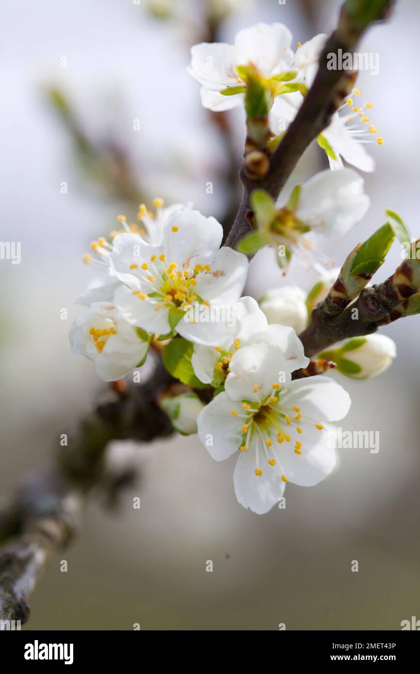 Prunus domestica early rivers hi-res stock photography and images - Alamy