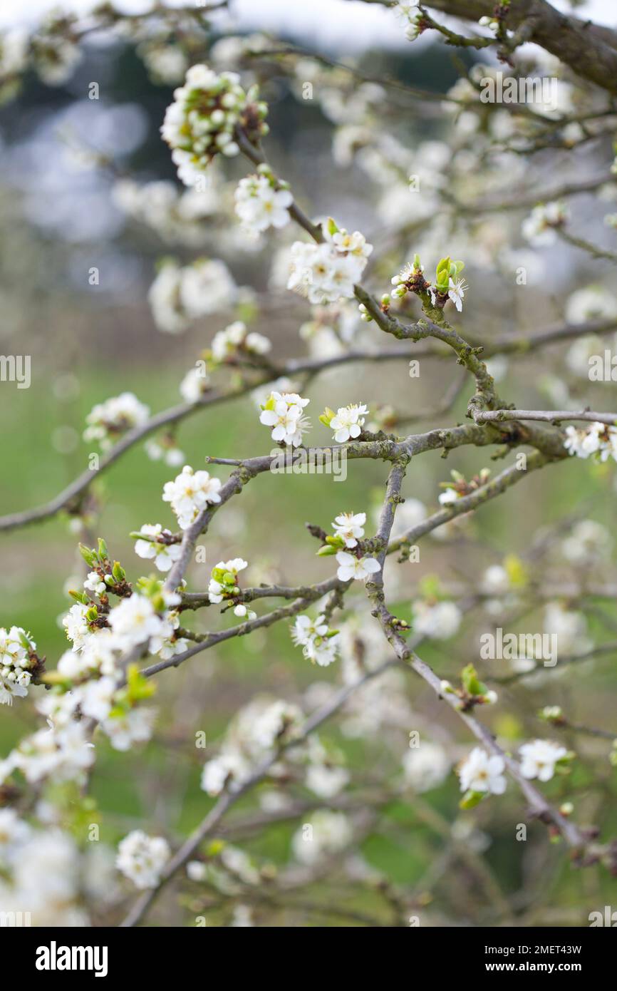 Prunus domestica early rivers hi-res stock photography and images - Alamy