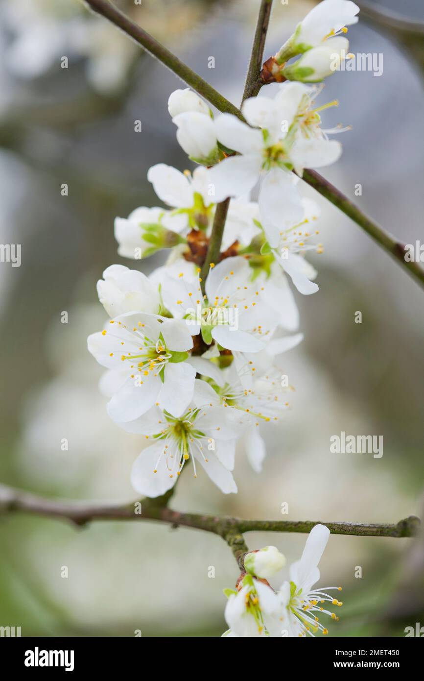 Damson tree hi-res stock photography and images - Alamy
