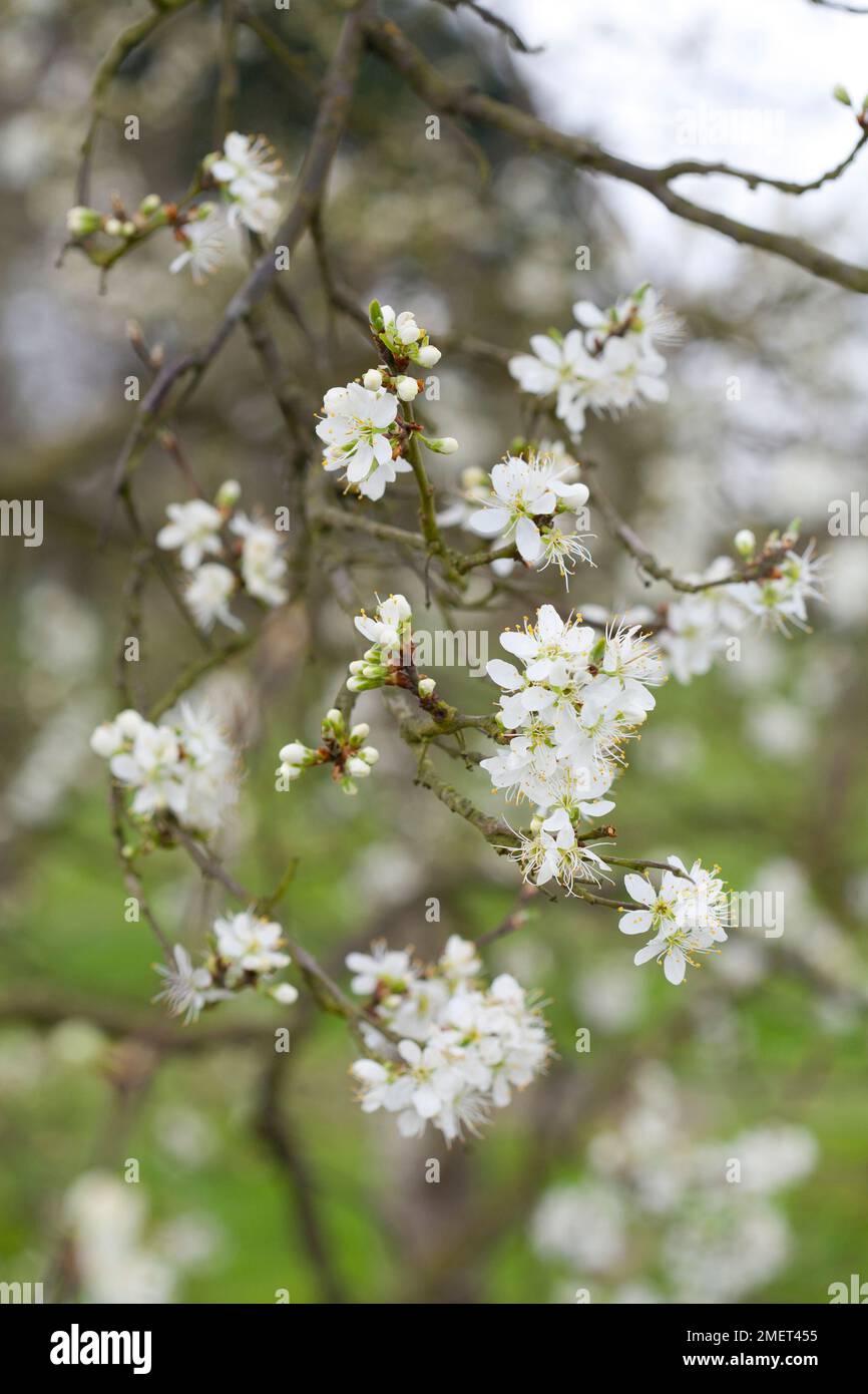 Damson flowers hi-res stock photography and images - Alamy