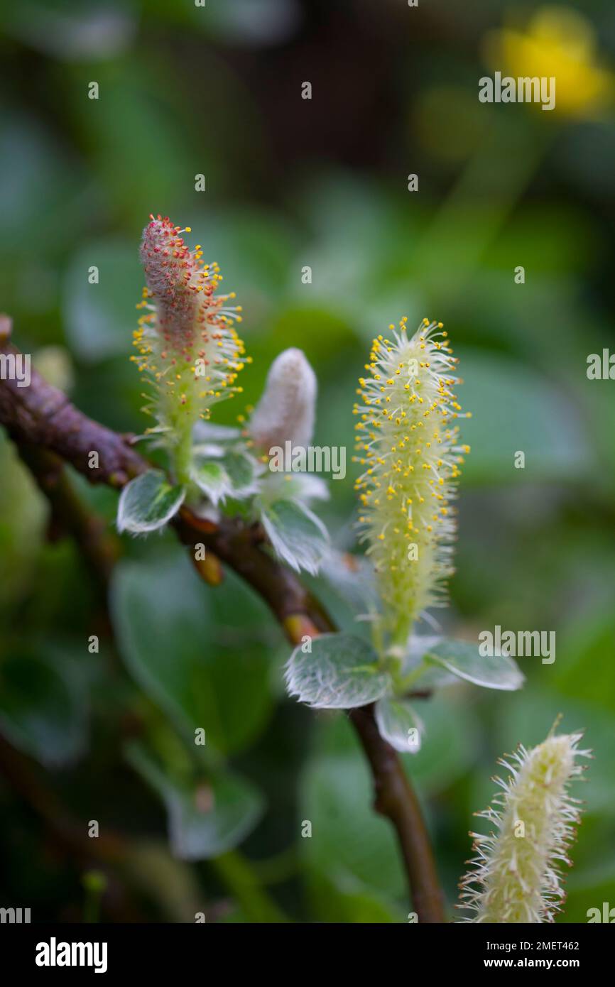 Brazen hussy hi-res stock photography and images - Alamy