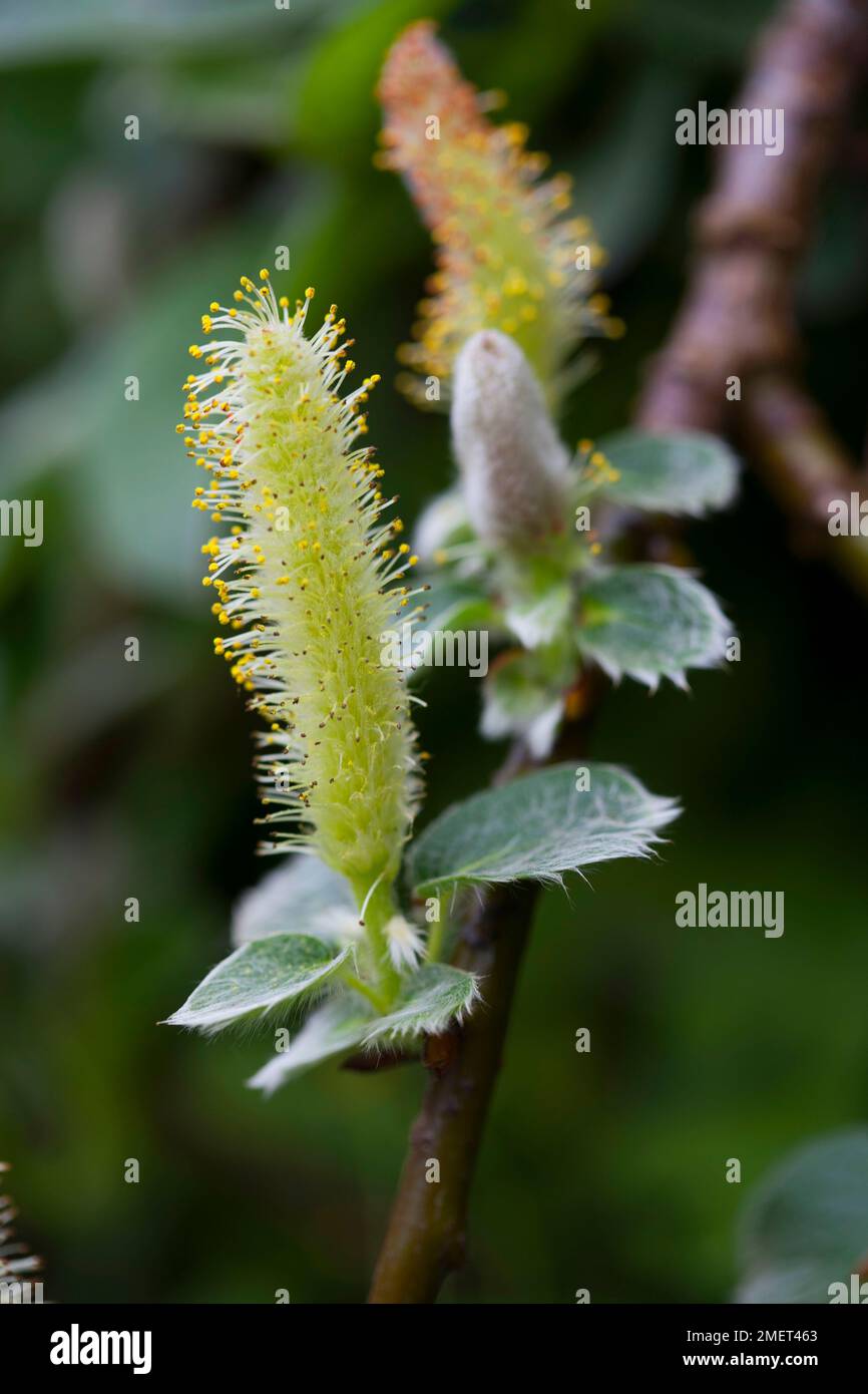 Brazen hussy hi-res stock photography and images - Alamy