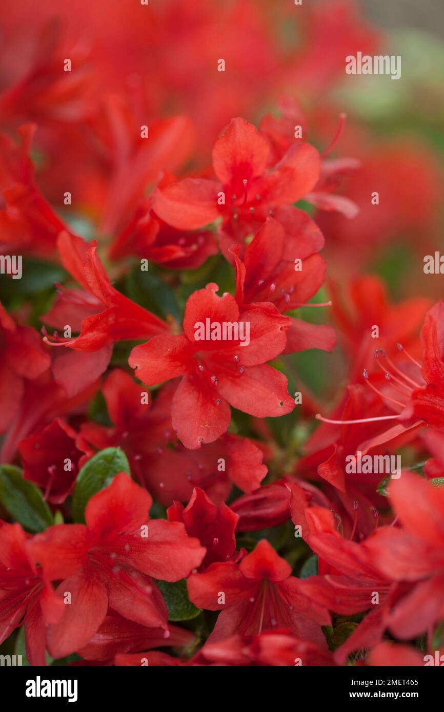 Rhododendron 'Addy Wery' Stock Photo - Alamy