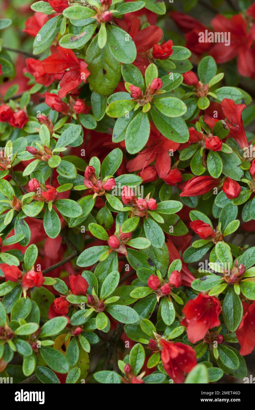 Wery hi-res stock photography and images - Alamy