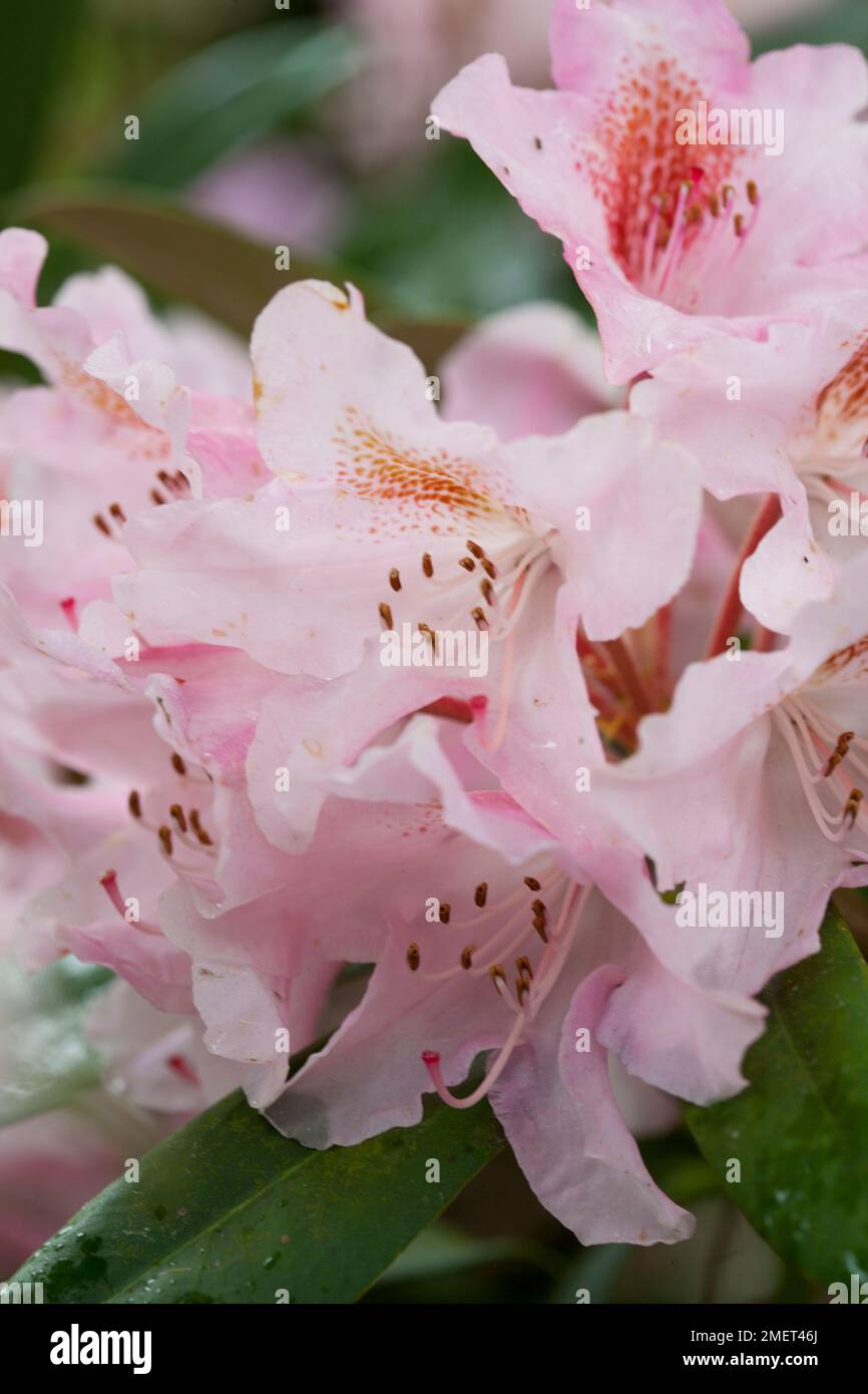 Bashful hi-res stock photography and images - Alamy