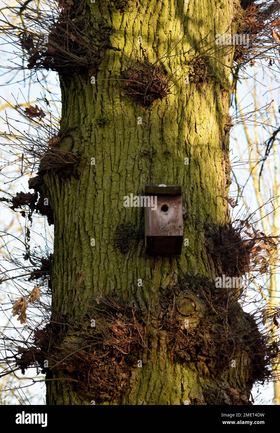 Tall nest box hi-res stock photography and images - Alamy