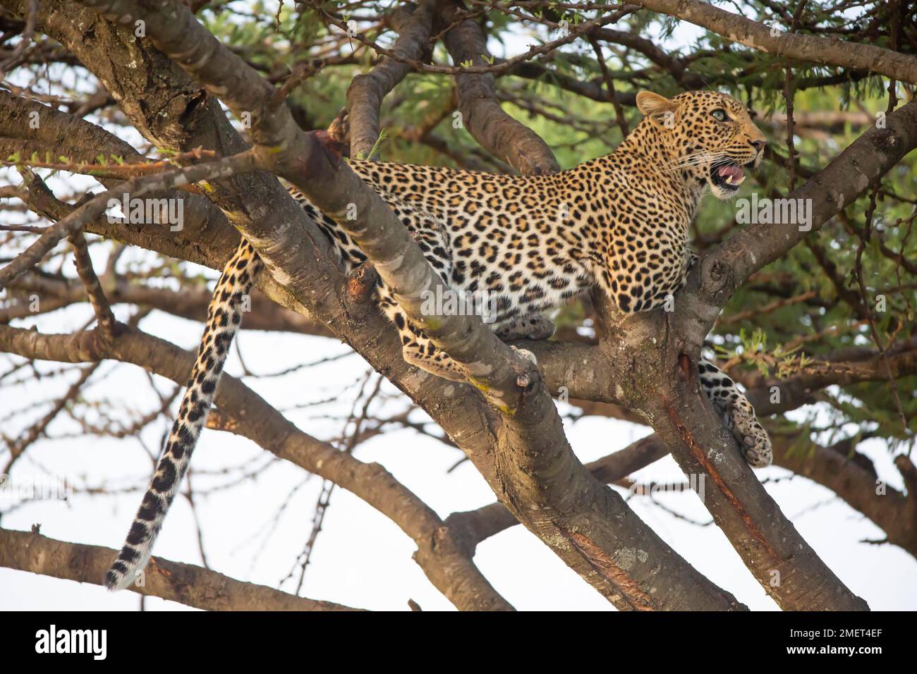 Leopard (Pathera pardus) female, Kenya Stock Photo - Alamy