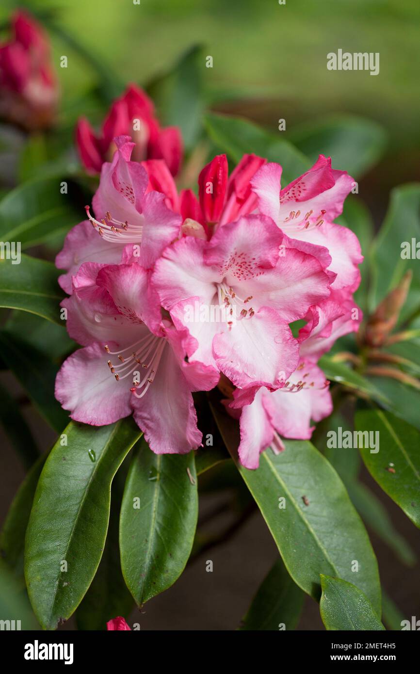 Monarch bush hi-res stock photography and images - Alamy
