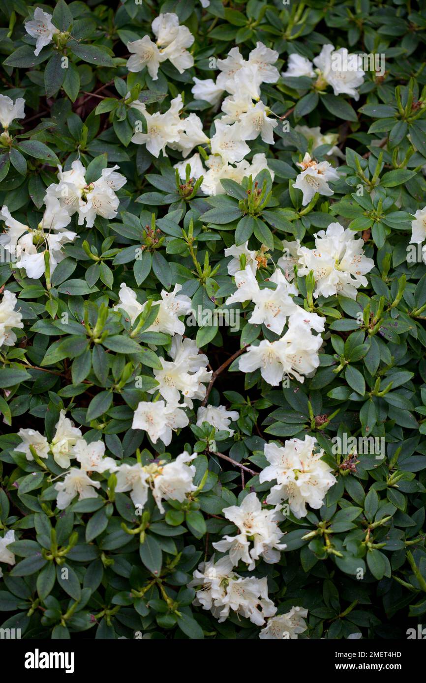 Rhododendron 'Patty Bee' Stock Photo - Alamy