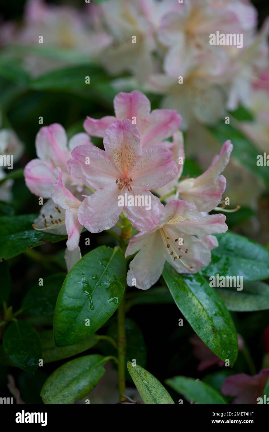 Rhododendron percy wiseman hi-res stock photography and images - Alamy