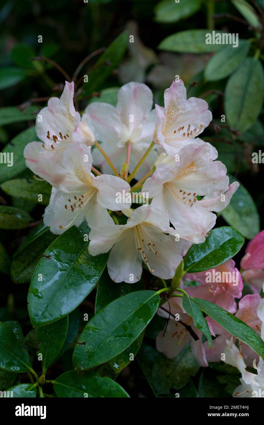 Rhododendron percy wiseman hi-res stock photography and images - Alamy