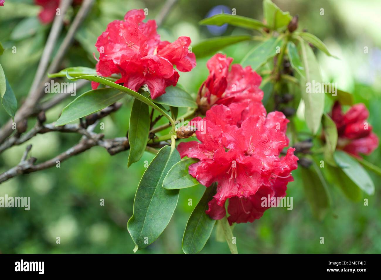 Rhododendron 'The Honourable Jean Marie de Montague' Stock Photo - Alamy