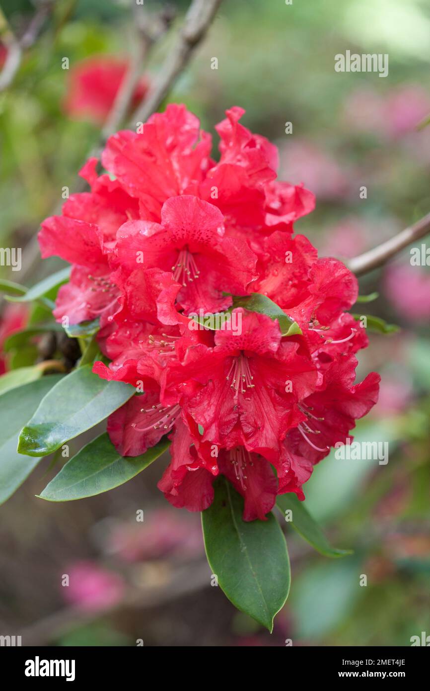 Rhododendron 'The Honourable Jean Marie de Montague' Stock Photo - Alamy