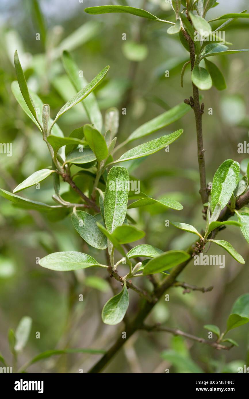 Shepherdia hi-res stock photography and images - Alamy