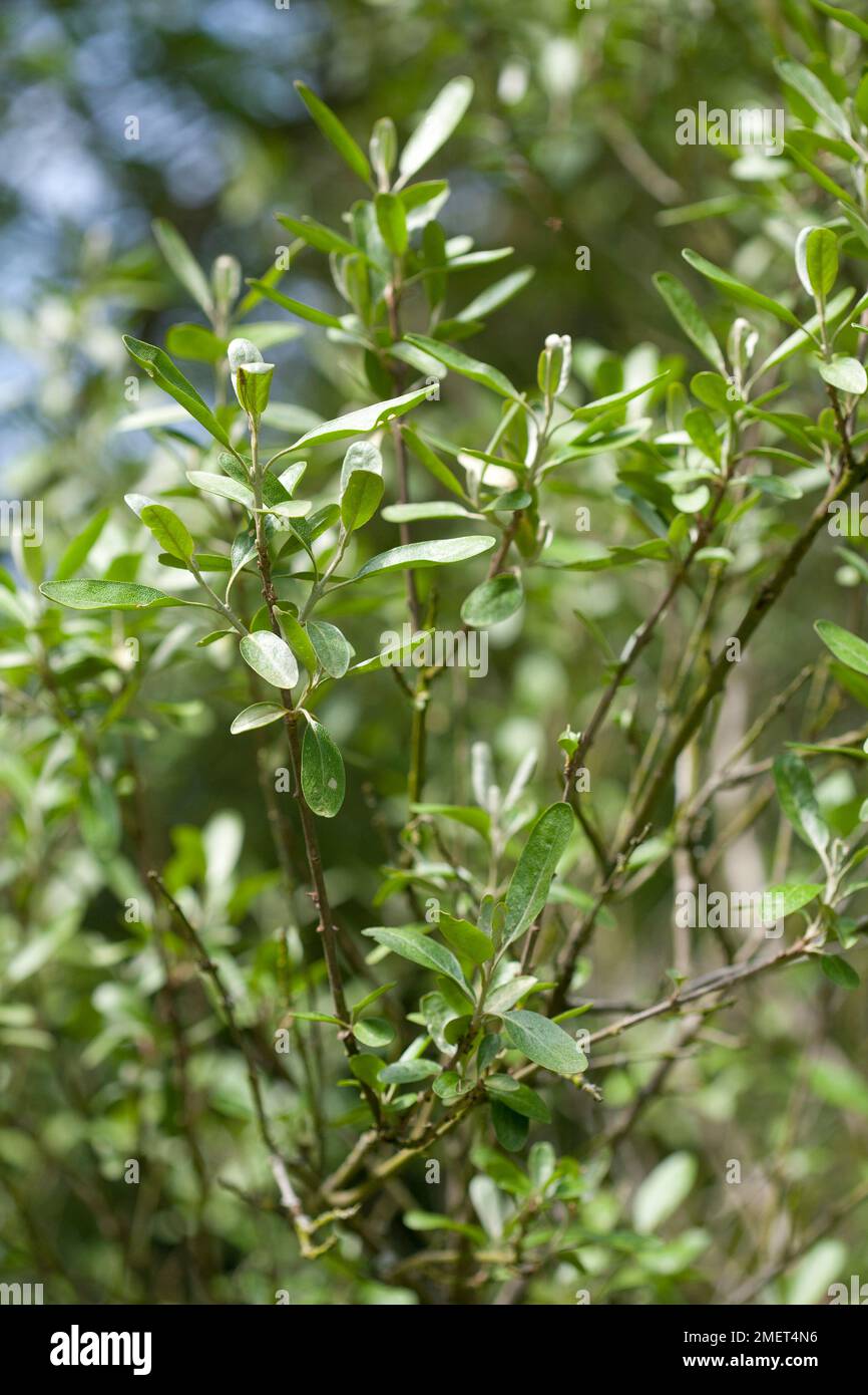 Shepherdia argentea hi-res stock photography and images - Alamy