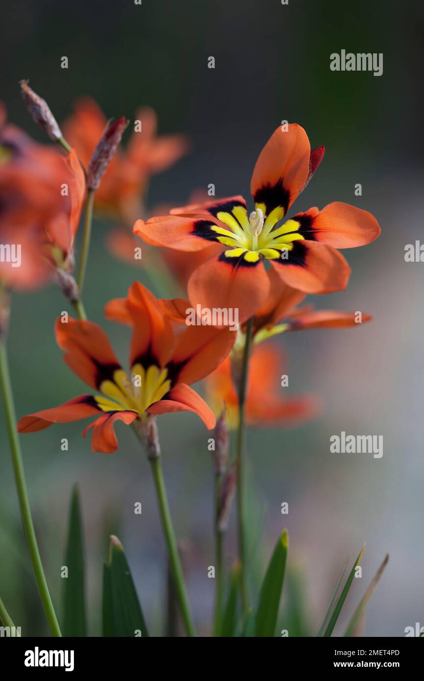 Sparaxis hi-res stock photography and images - Alamy