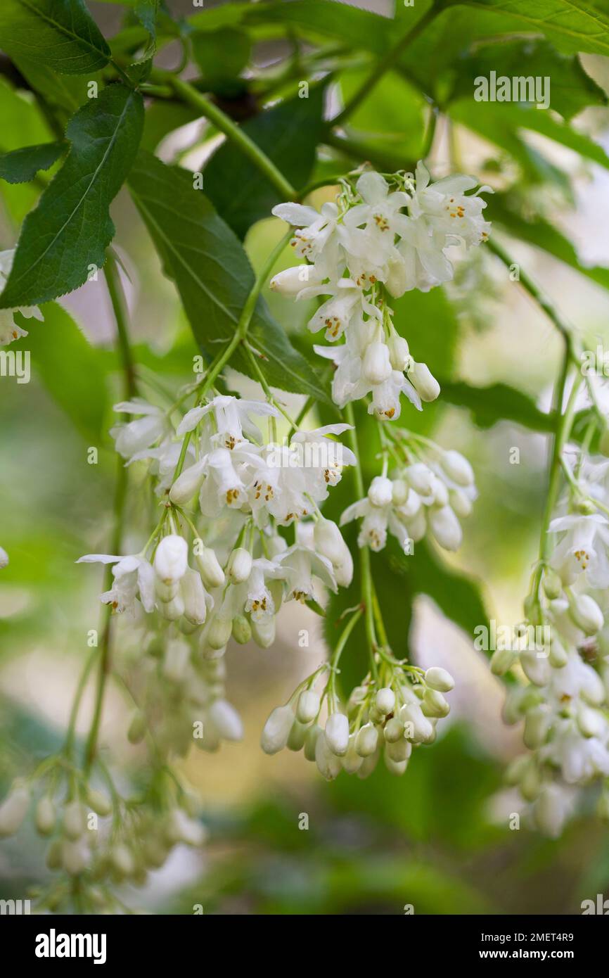 Staphylea emodi (Himalayan Bladdernut Stock Photo - Alamy
