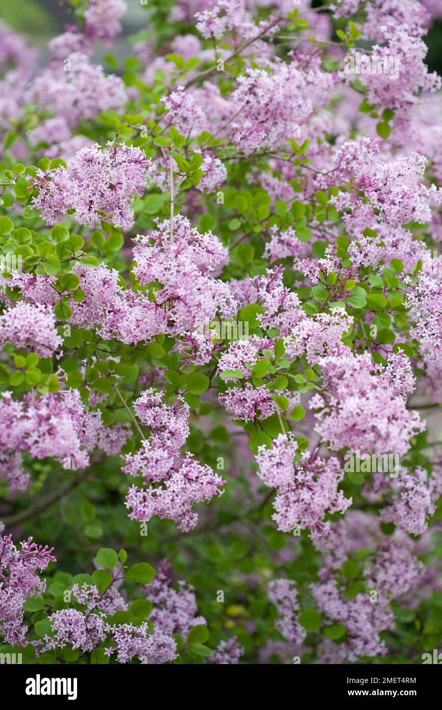 Syringa red pixie hi-res stock photography and images - Alamy