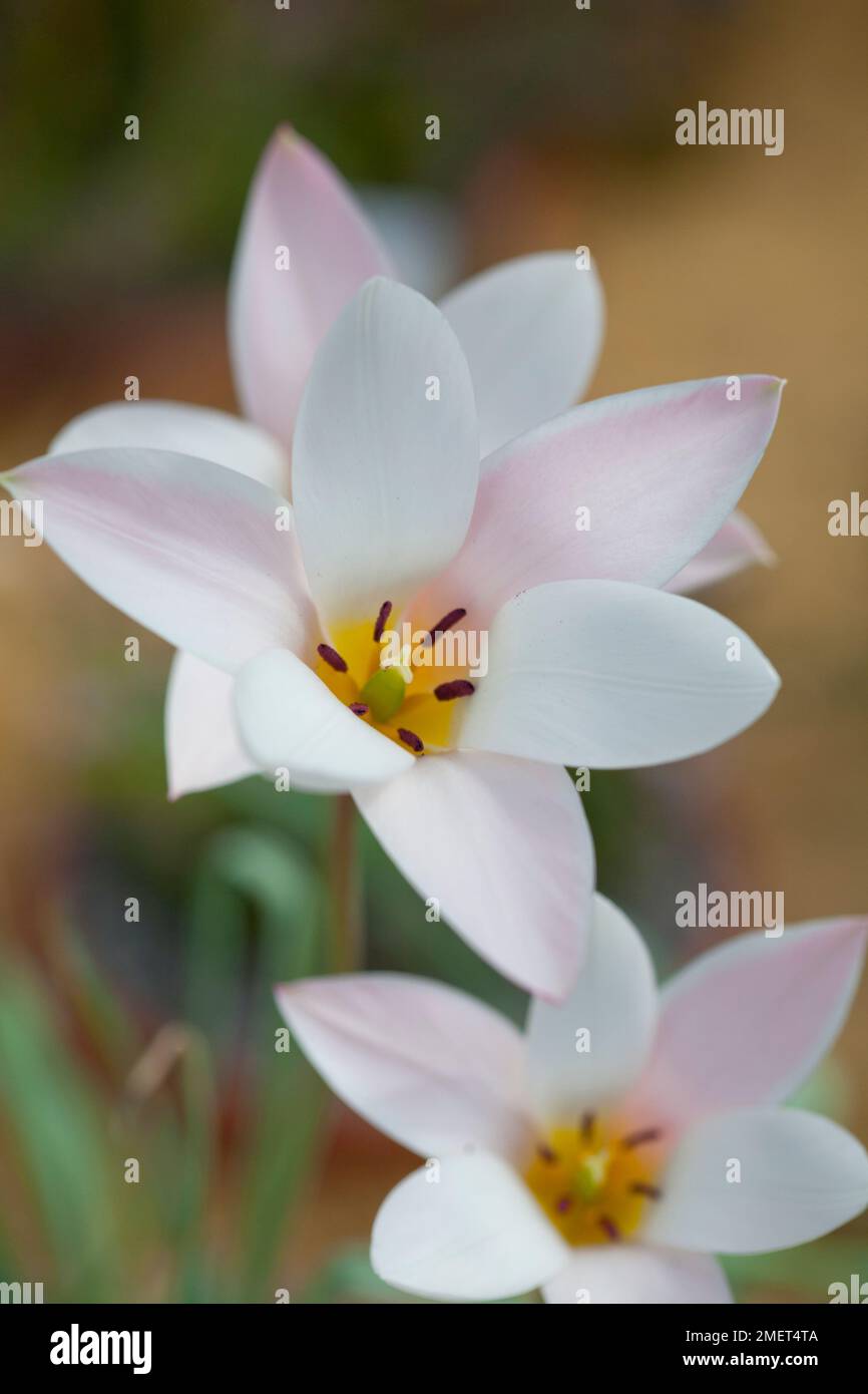 Lady jane tulip hi-res stock photography and images - Alamy