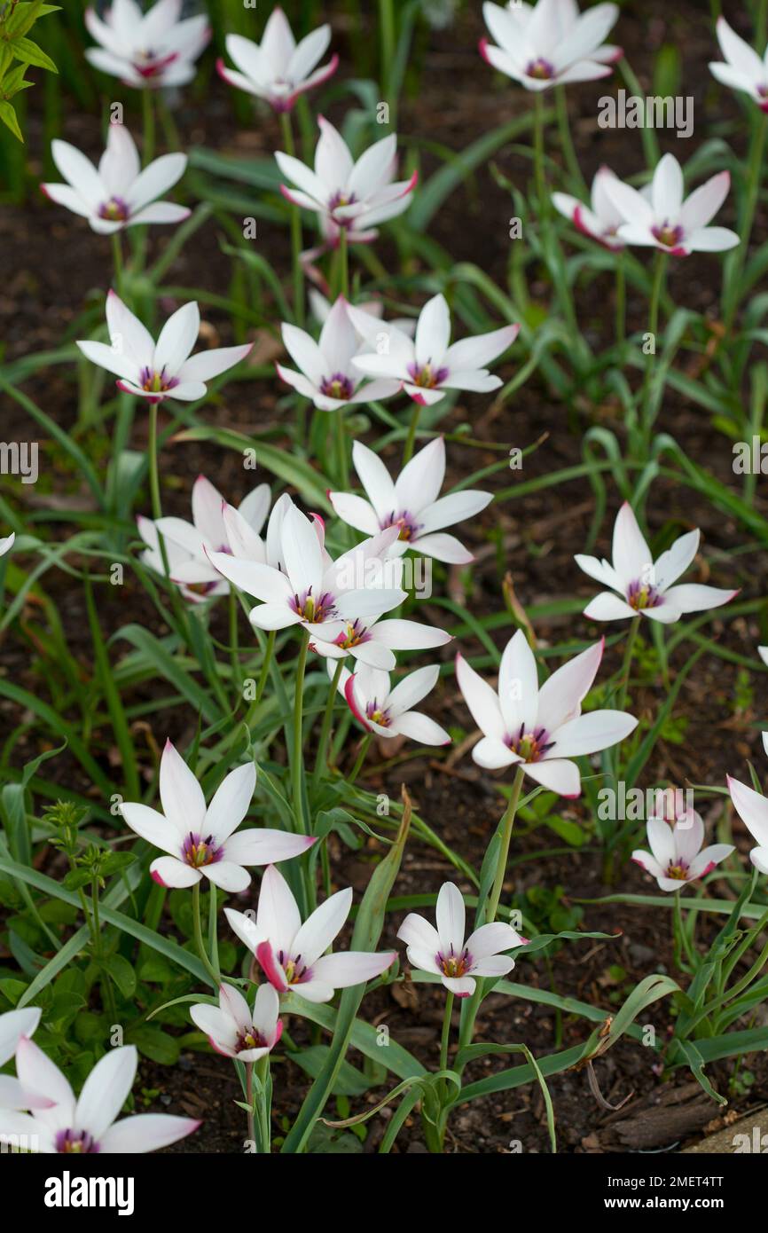 Peppermintstick tulip hi-res stock photography and images - Alamy