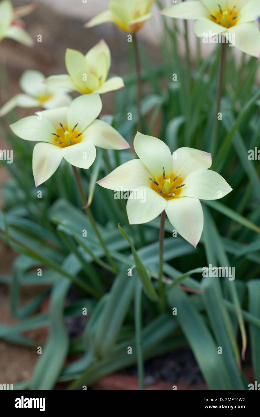 Sheila plant hi-res stock photography and images - Alamy