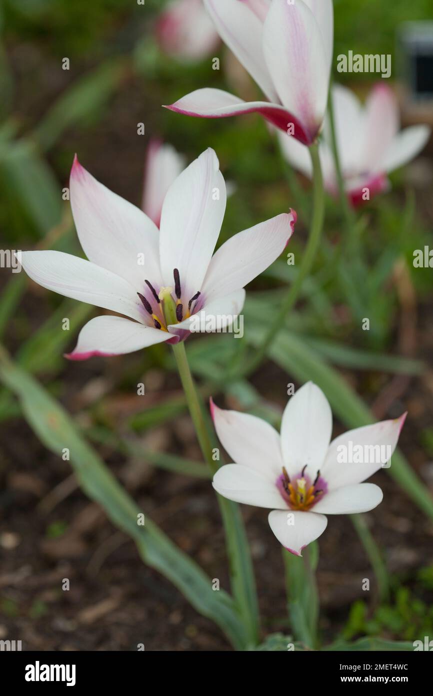 Peppermintstick tulip hi-res stock photography and images - Alamy