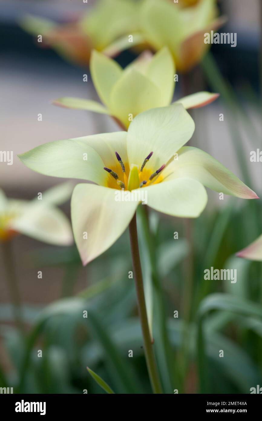 Tulipa clusiana 'Sheila' Stock Photo - Alamy
