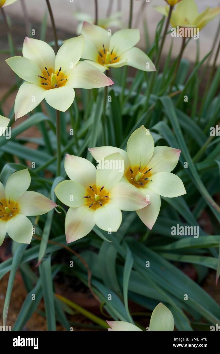 Sheila plant hi-res stock photography and images - Alamy