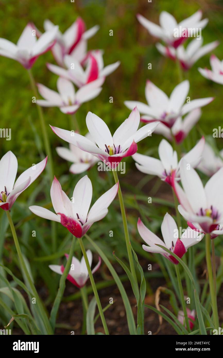 Tulip clusiana peppermintstick hi-res stock photography and images - Alamy