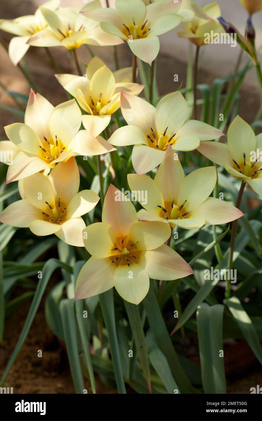 Sheila plant hi-res stock photography and images - Alamy