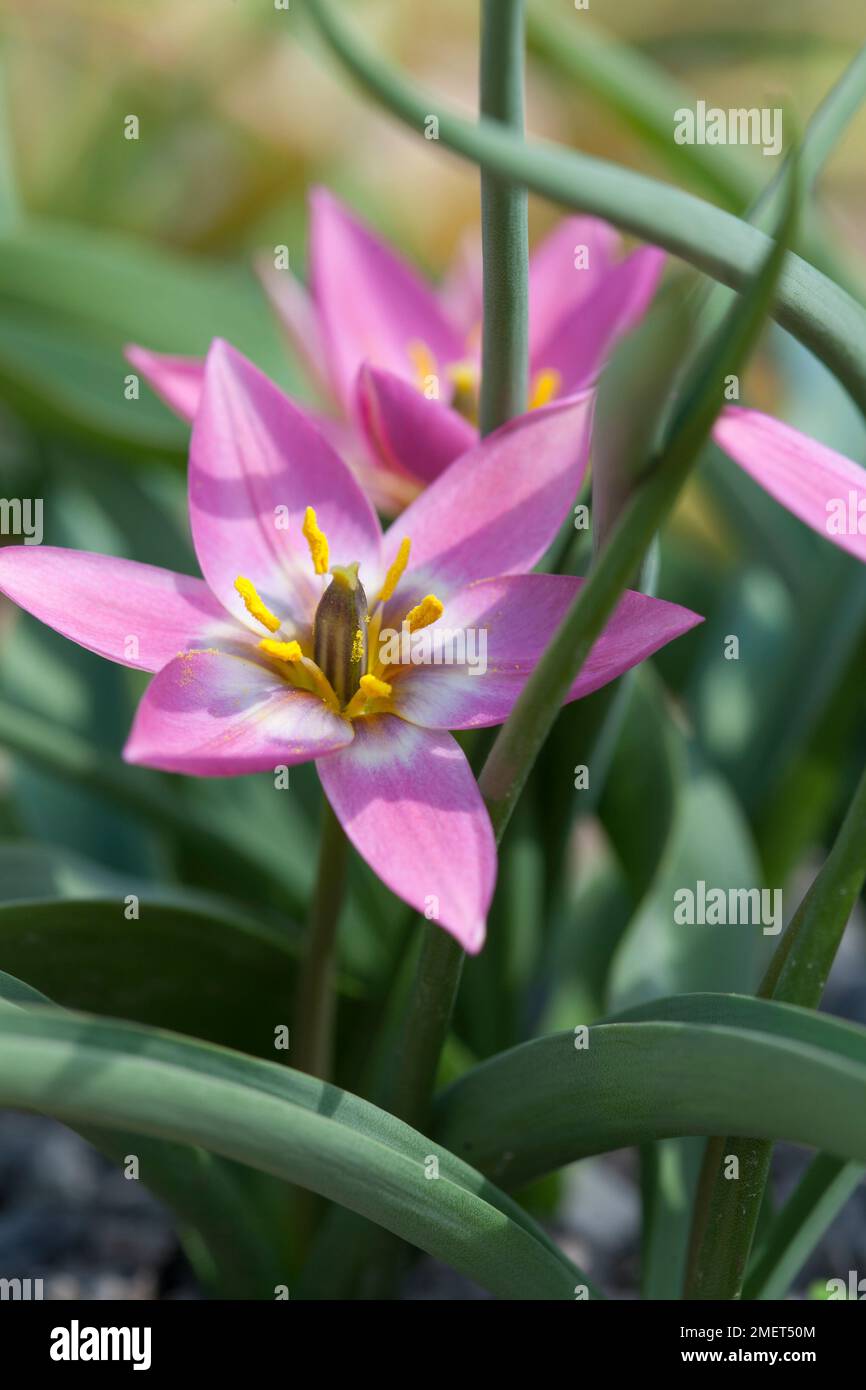 Tulipa humilis hi-res stock photography and images - Alamy