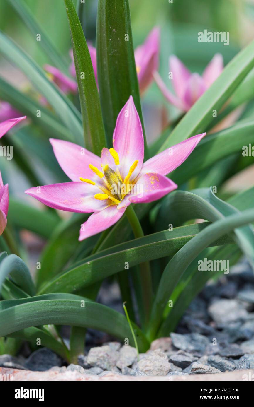 Tulipa humilis, syn. Tulipa aucheriana Stock Photo - Alamy
