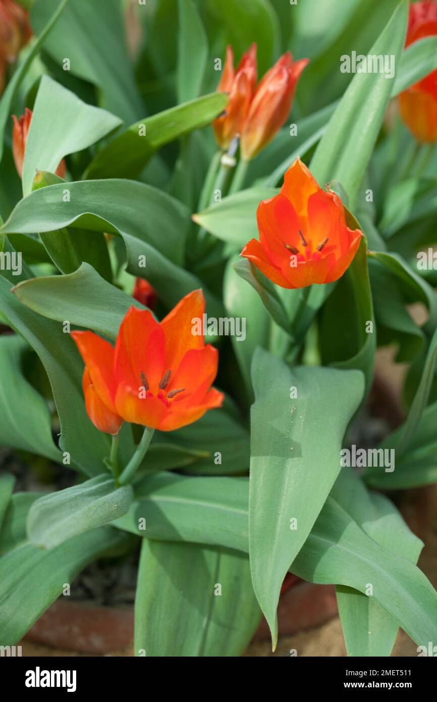 Tulipa praestans 'Fusilier' Stock Photo - Alamy