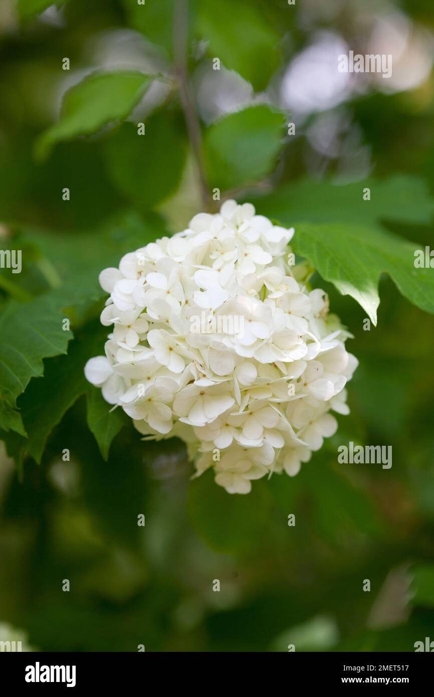 Viburnum opulus 'Roseum' Stock Photo - Alamy