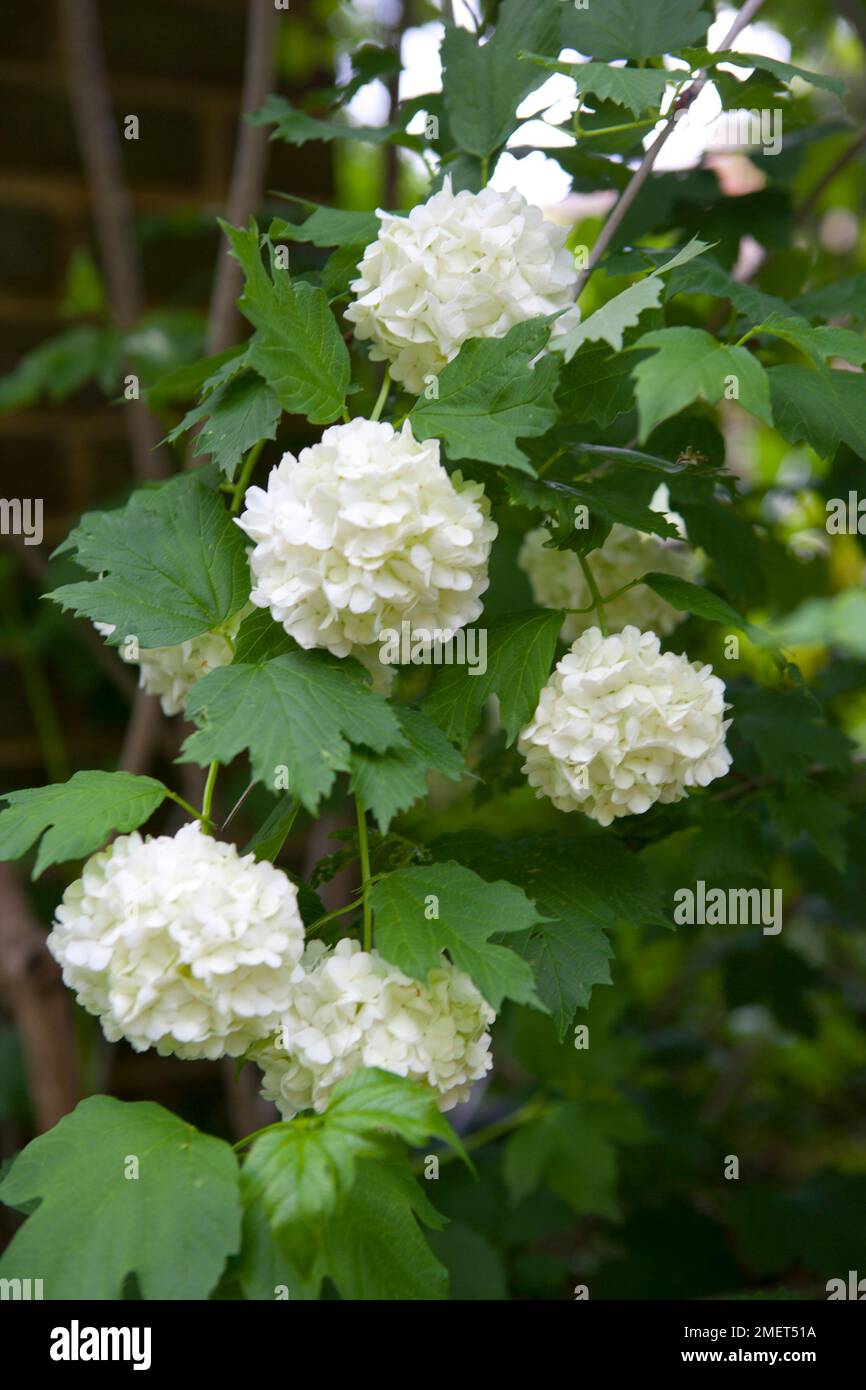 Viburnum opulus 'Roseum' Stock Photo - Alamy