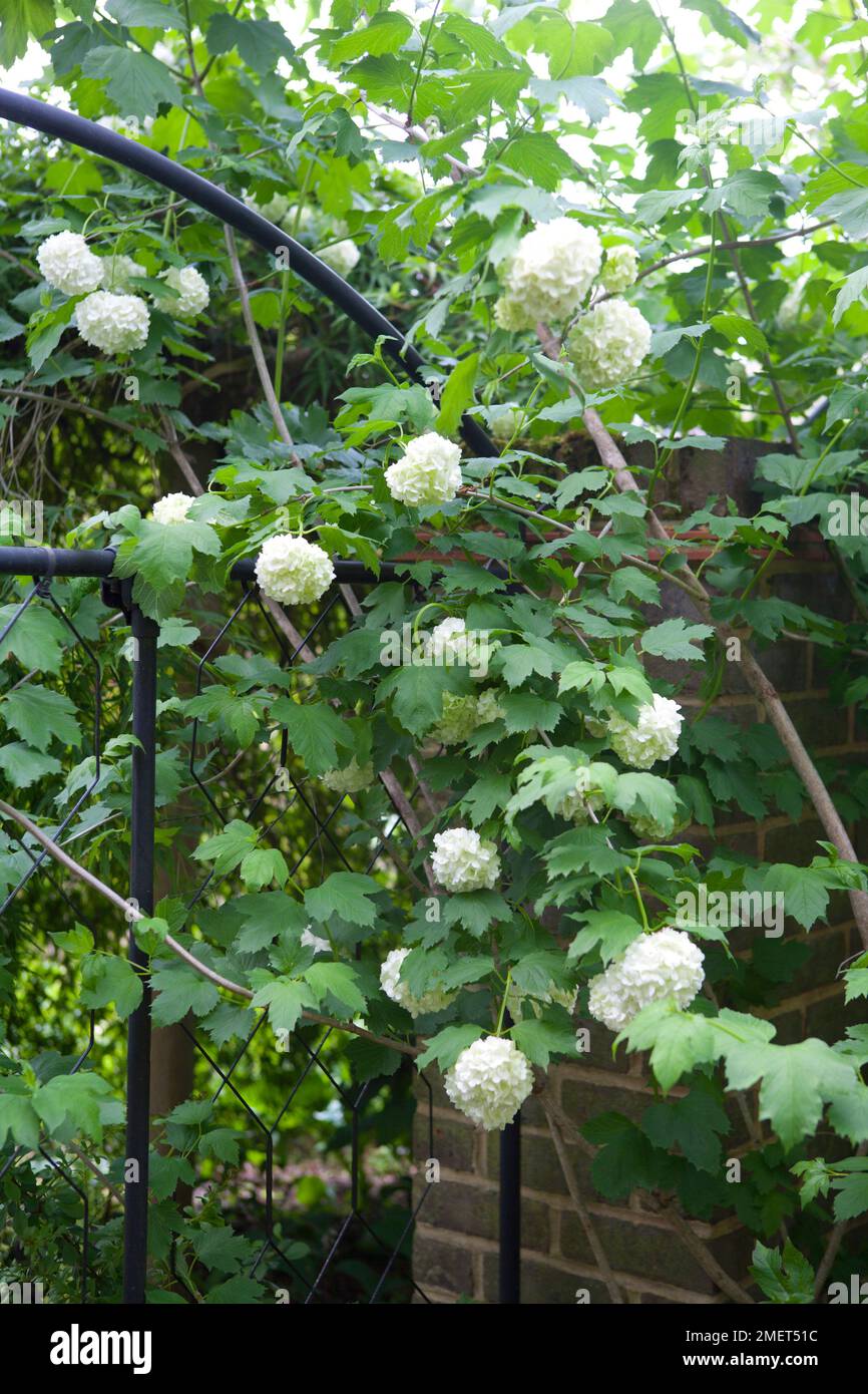 Viburnum opulus 'Roseum' Stock Photo - Alamy
