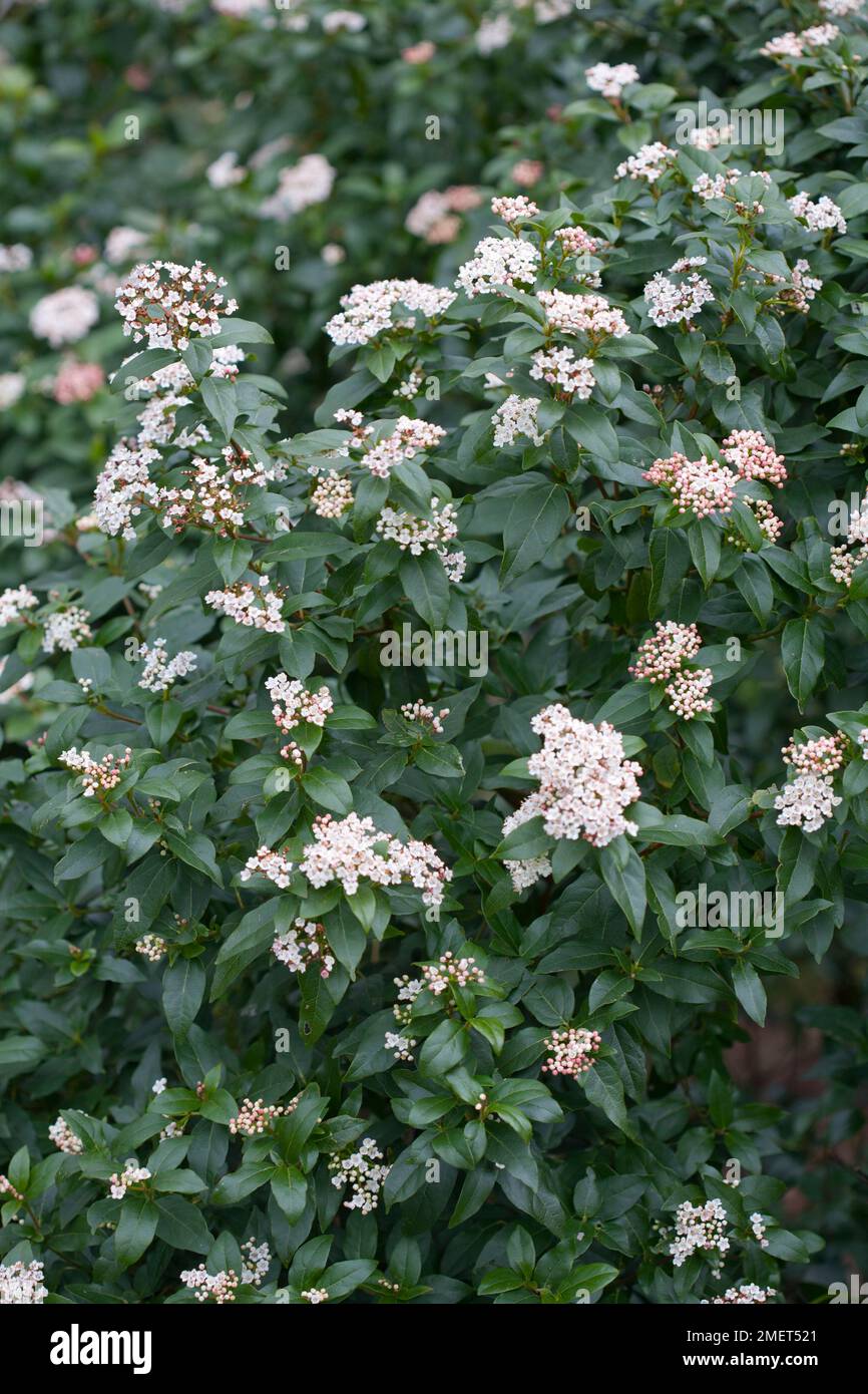 Gwenllian hi-res stock photography and images - Alamy