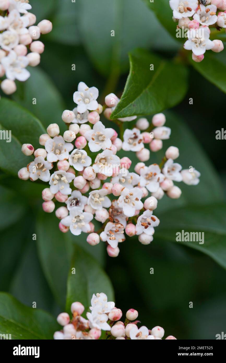 Laurustinus uk hi-res stock photography and images - Alamy