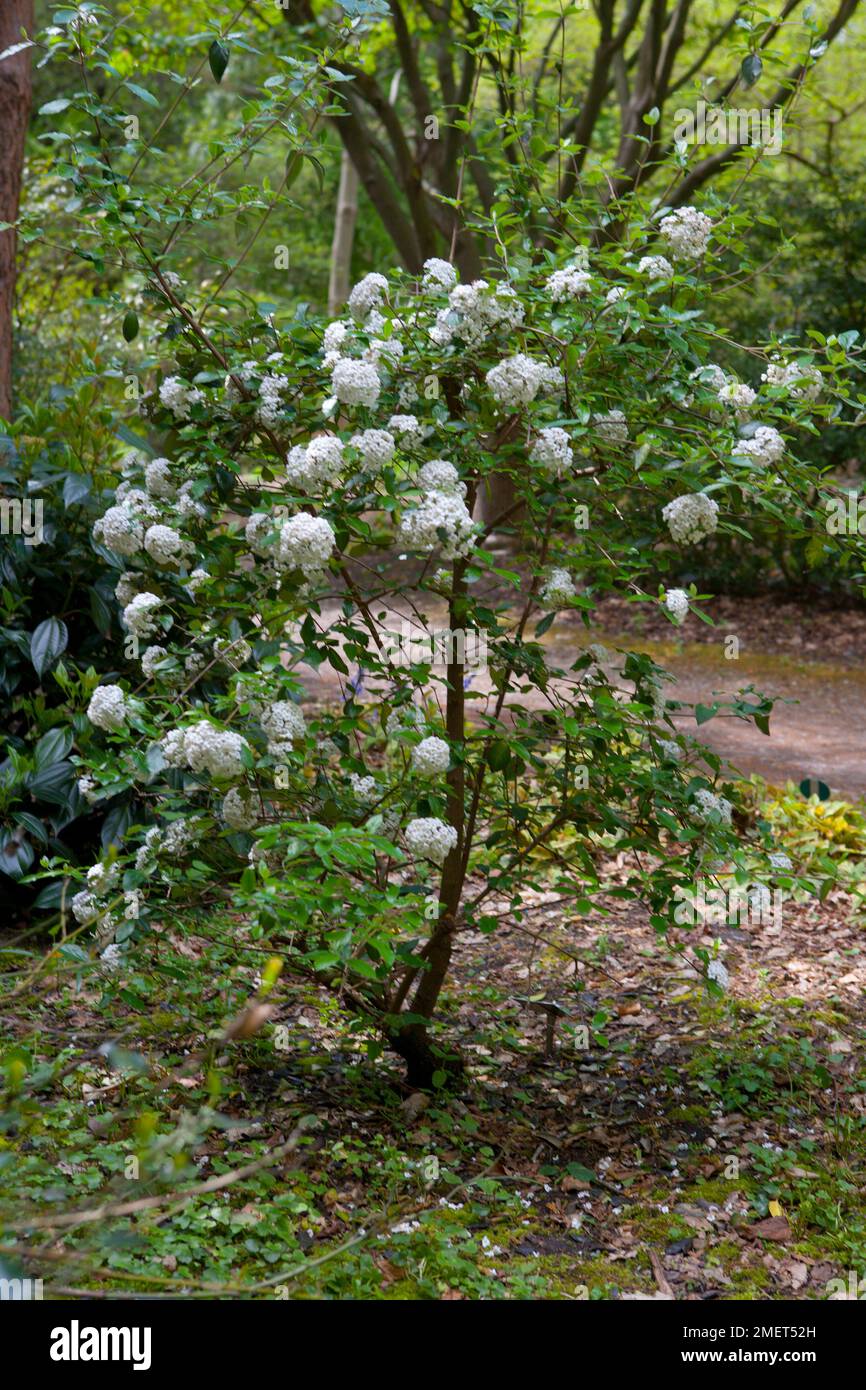 Viburnum x burkwoodii 'Park Farm Hybrid' Stock Photo - Alamy